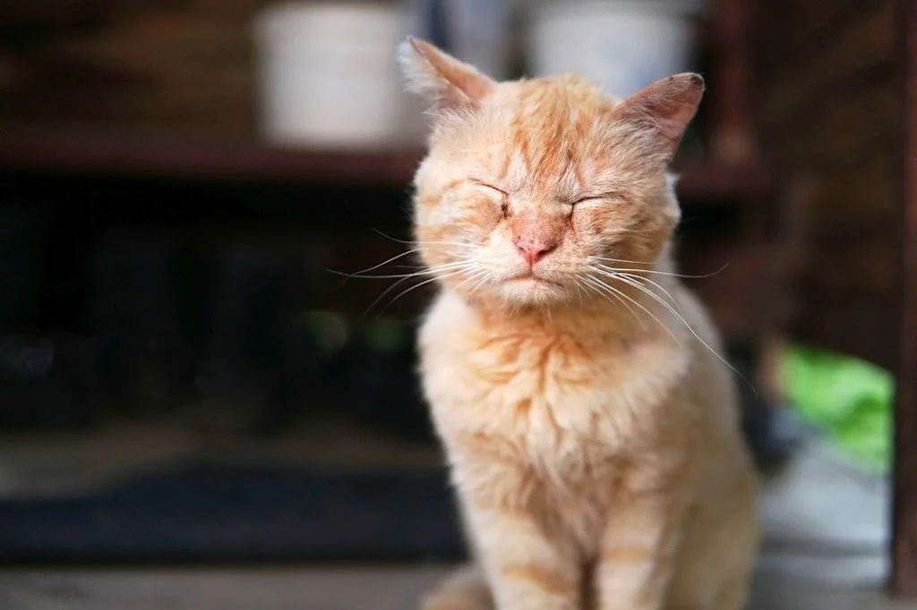Tigna nel gatto: sintomi, diagnosi e trattamento - Santévet
