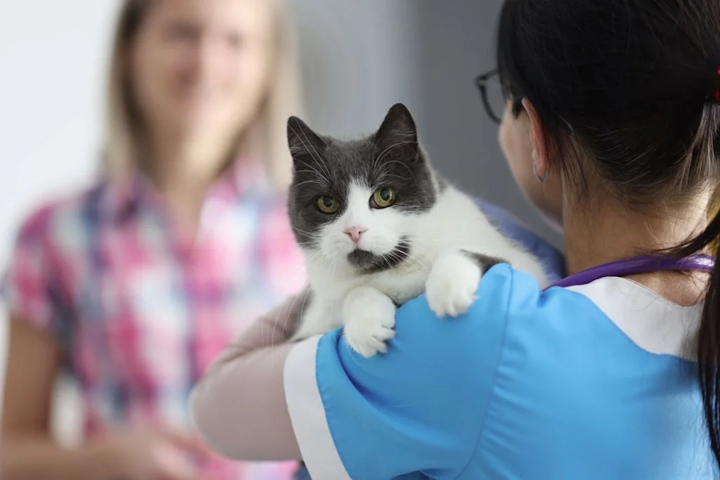 PIF o FIP del gatto: peritonite infettiva felina – Santévet